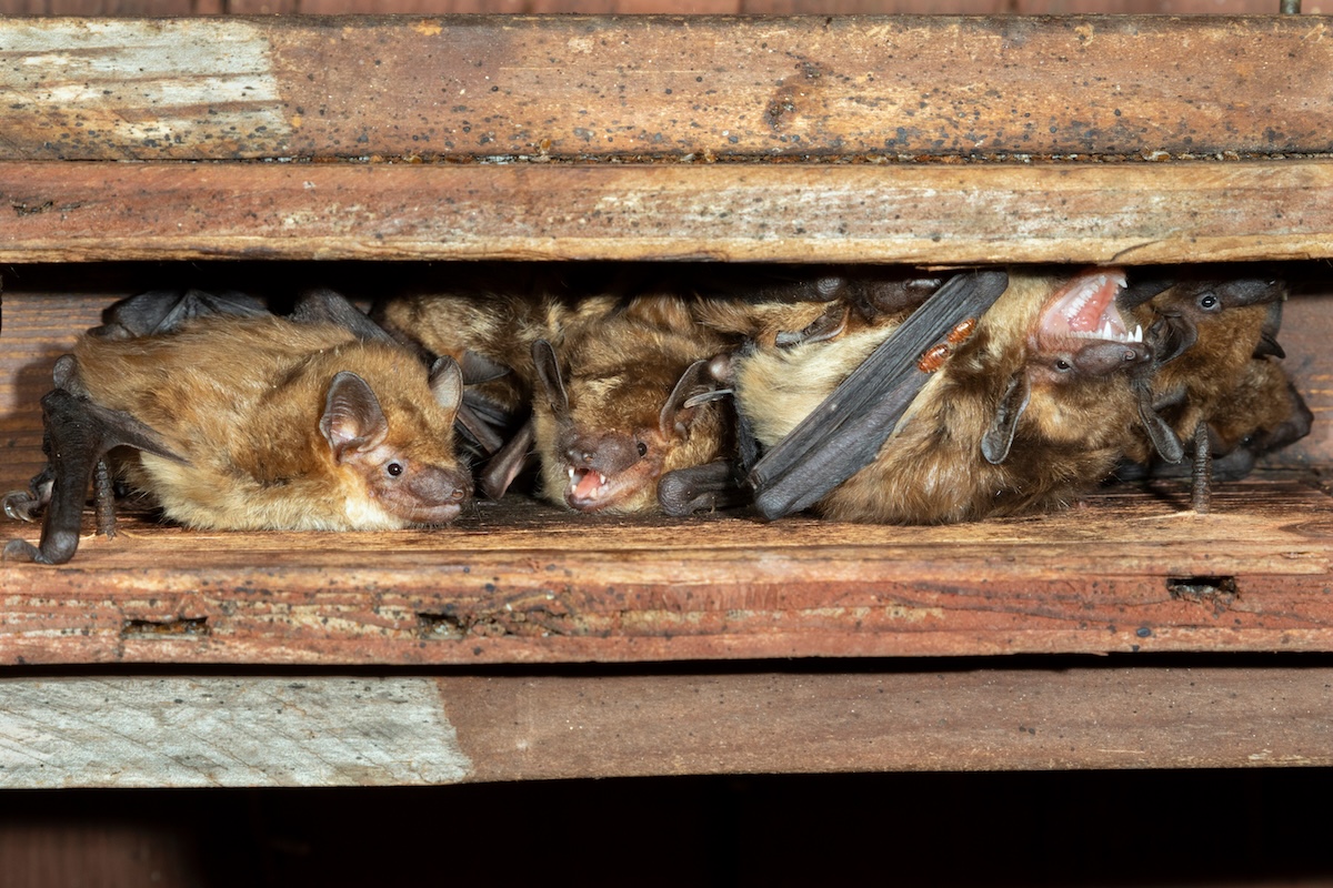 How To Get Rid Of Bats In Your Home (Expert Advice)