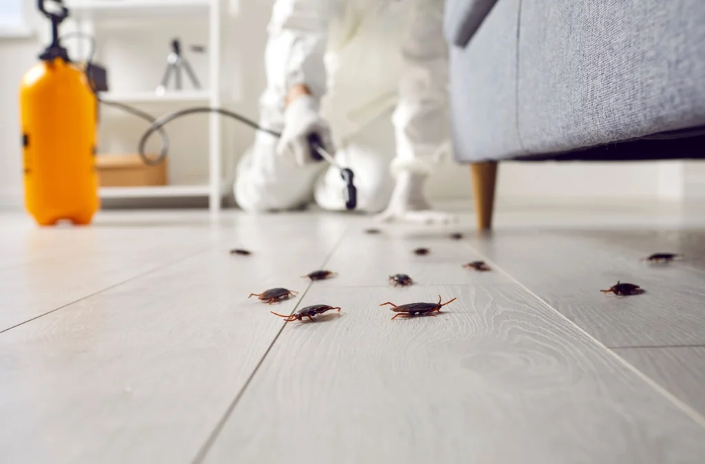Common Crawling Insects | Prompt Action Pest