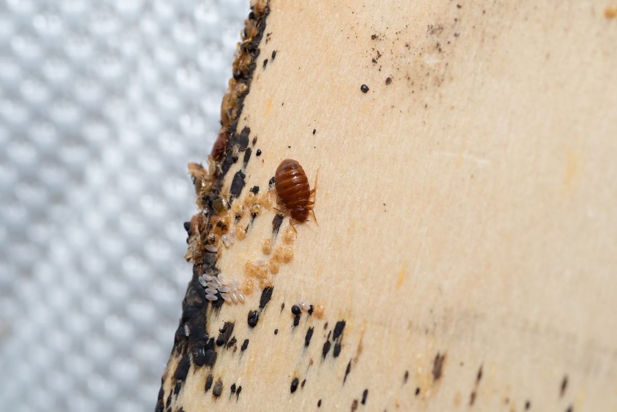 #1 Bed Bug Pest Control Services In Eden Prairie, MN