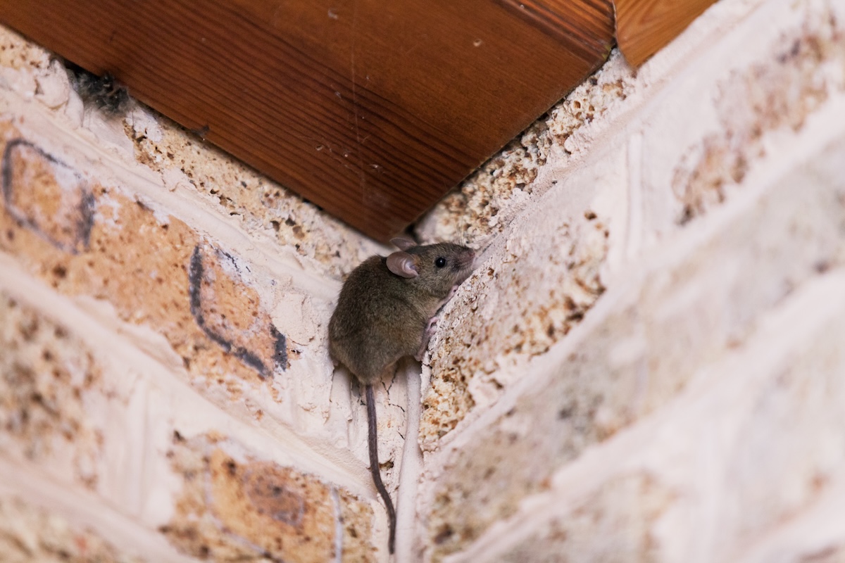 How To Get Rid Of Mice In Your Home (Expert Advice)