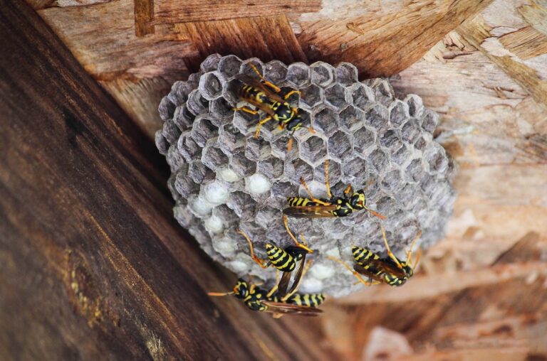 6 Common Types Of Wasps In Wisconsin (How To Identify Them)