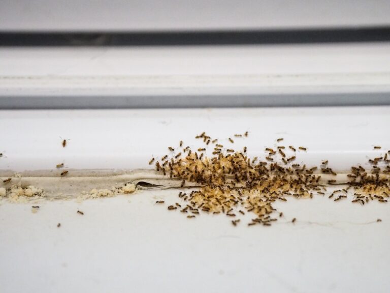 Where Do Bugs Go In The Winter? (8 Places To Check)