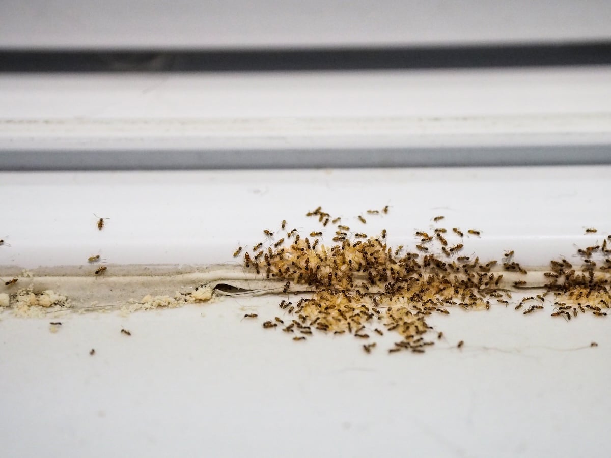 Where Do Bugs Go In The Winter? (8 Places To Check)