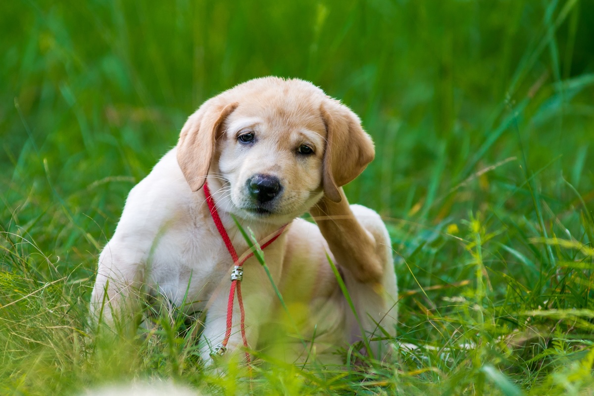 Can Fleas Live In Human Hair? (6 Signs You Need To Be Aware)